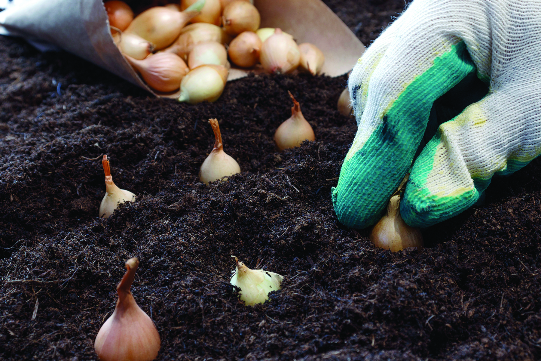 Grow Amazing Alliums: How to Plant Onion Bulbs and Seeds – Mother Earth ...